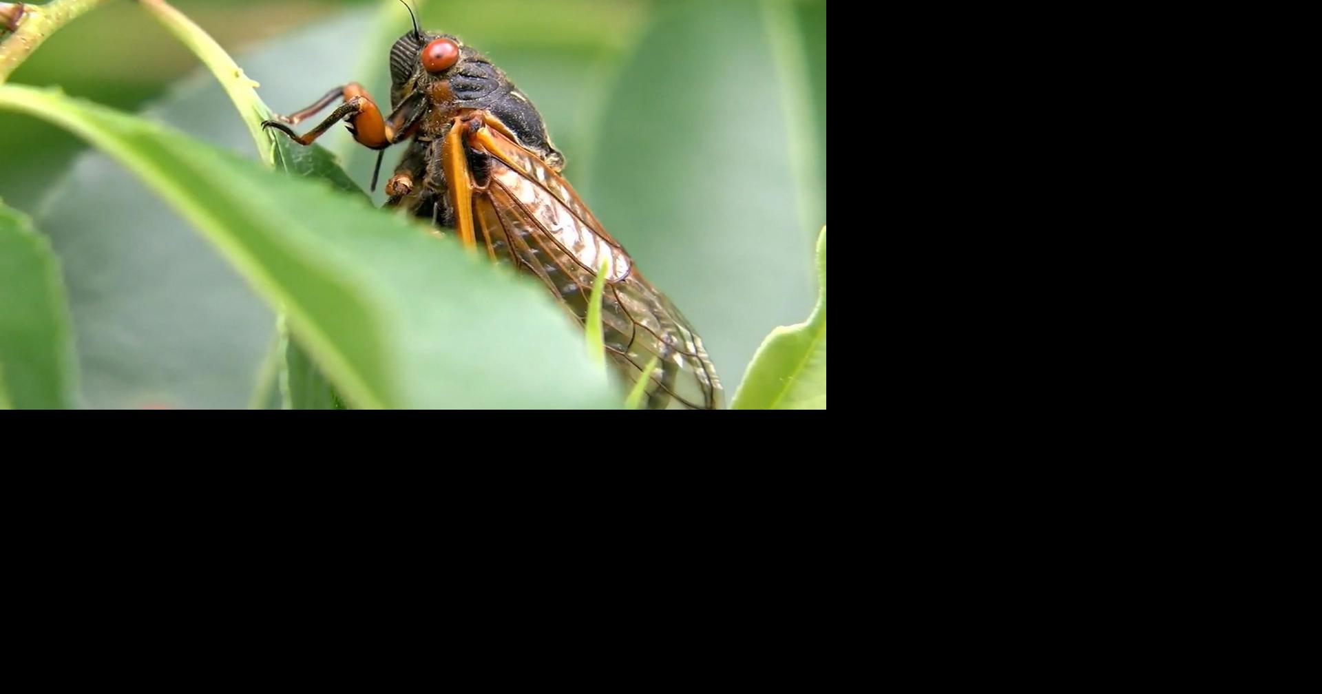 Hearing Specialist explains how this year's dual emergence of cicadas ...