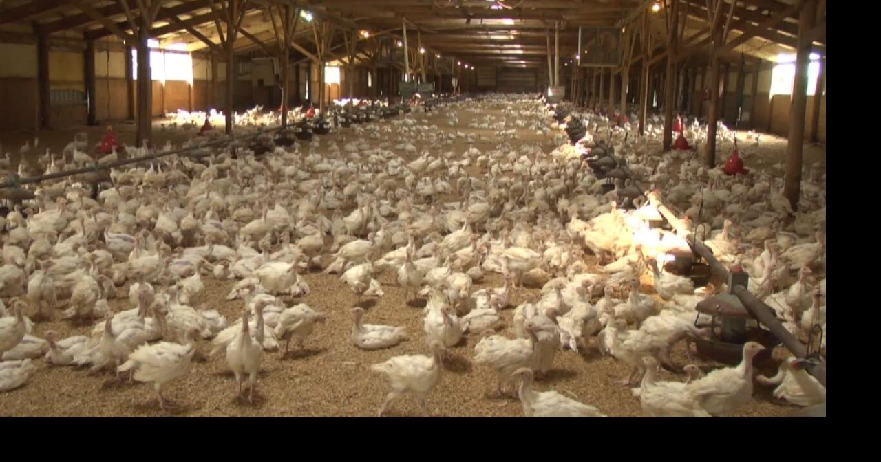 Indiana poultry farms on alert as bird flu threat looms | Video ...