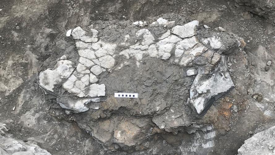 Ancient giant sea turtle with never-before-seen features found in ...