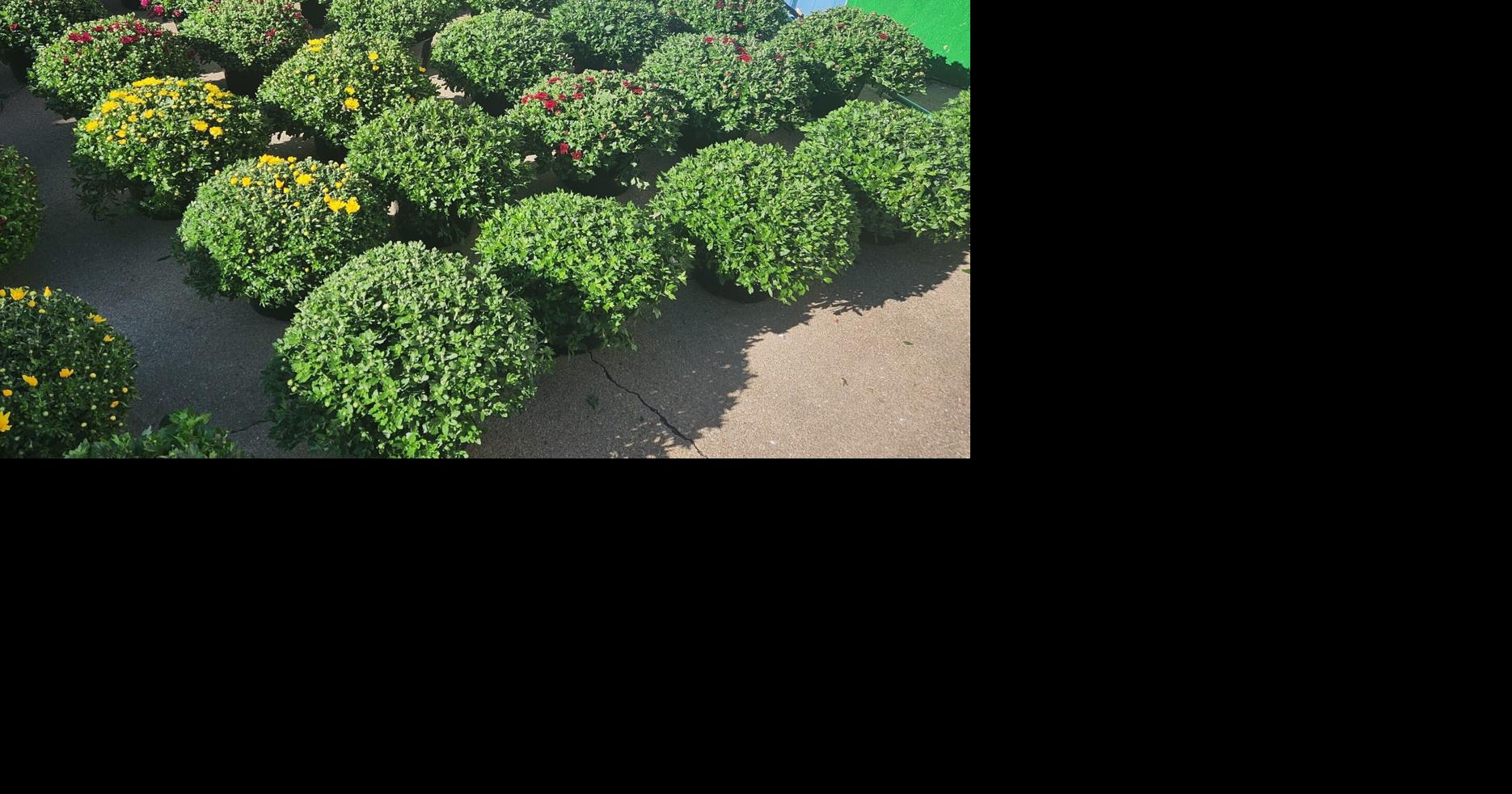 Local nonprofit selling mums as fall season inches closer | News ...