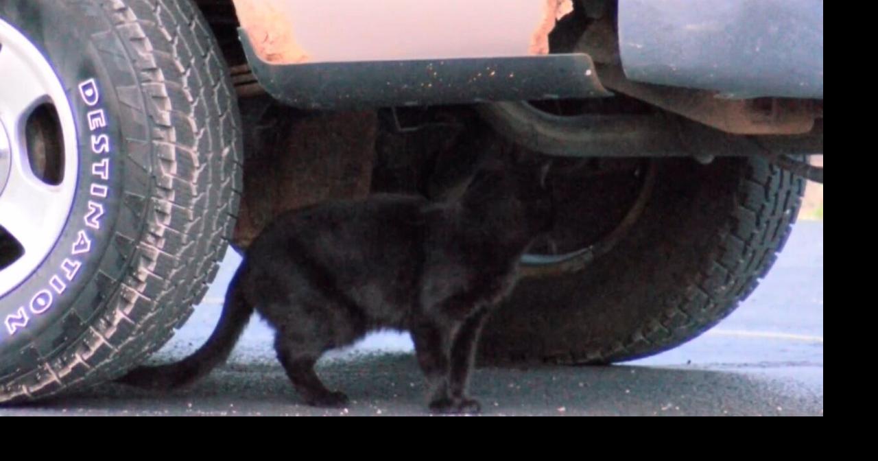 Small animals hiding in car engines for warmth: Can lead to many ...