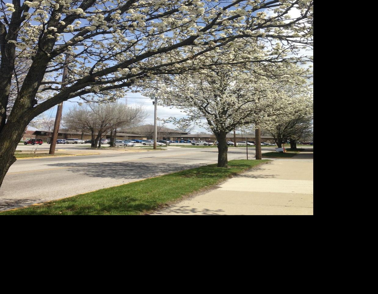 Invasive pear trees in full bloom | News | wthitv.com
