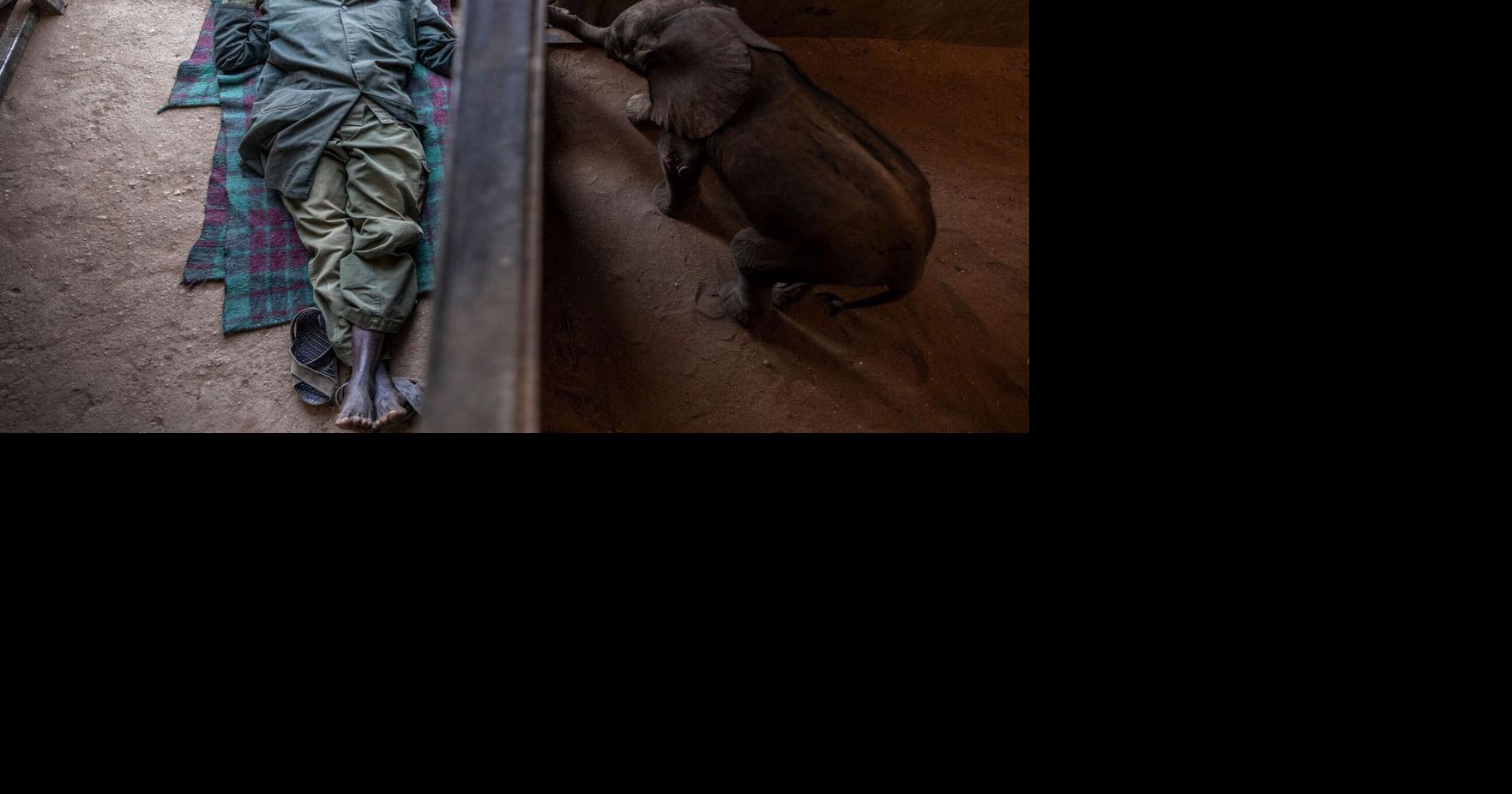 Hundreds of elephants, wildebeests and zebras dead in Kenya amid ...