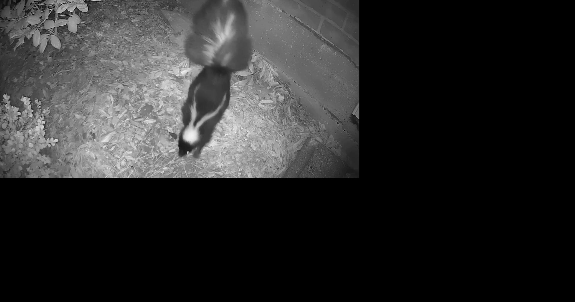 State confirms rabid skunks found in two southern Indiana counties ...