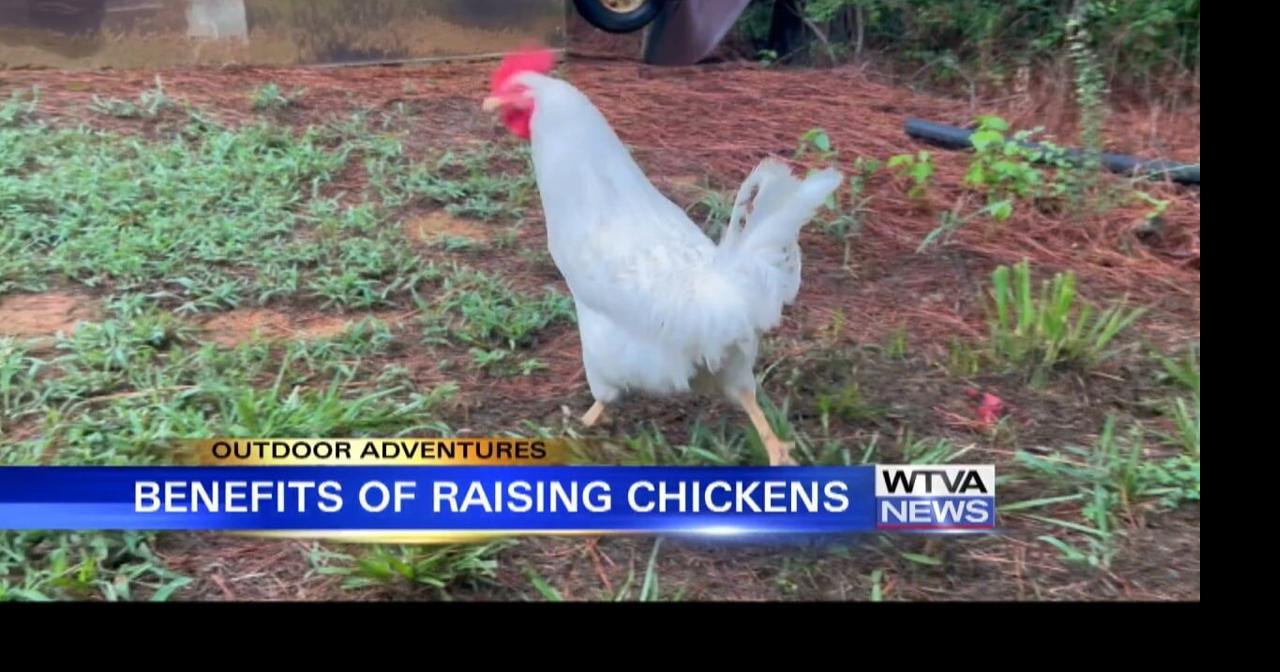 Outdoor Adventures with Chelsea: Raising backyard chickens | Outdoor ...