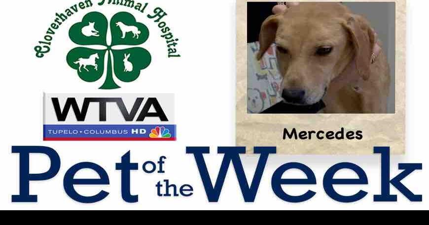 Pet of the Week - Mercedes | News | wtva.com