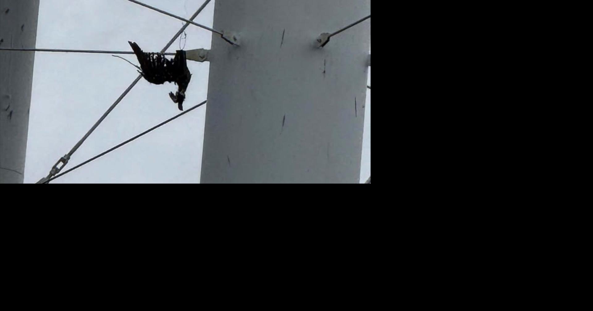 Fake vulture hung from Tupelo water tower in attempt to deter others ...
