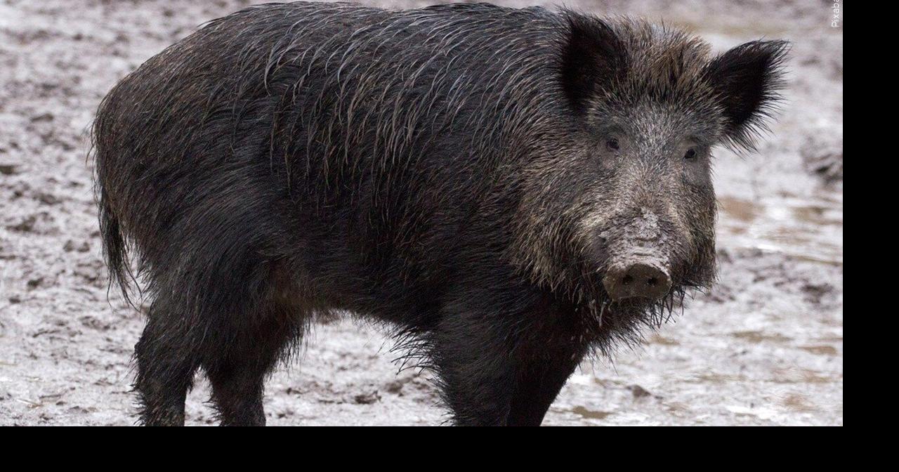 Applications open for wild hog control program in Mississippi ...