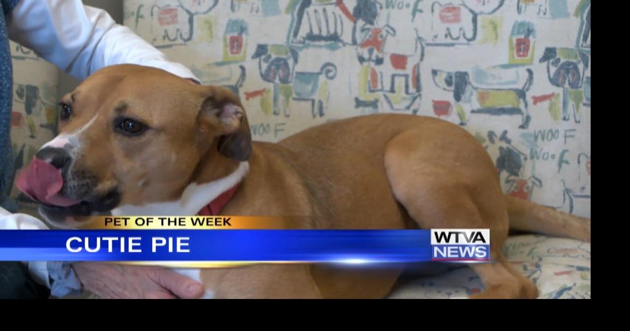 Pet of the Week - Cutie Pie | Video | wtva.com
