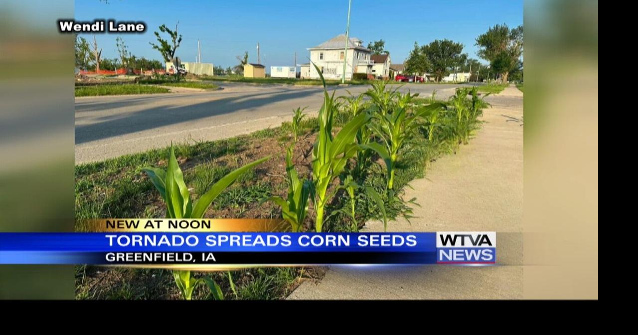 Corn popping up in random places in Iowa town after tornado | Video ...