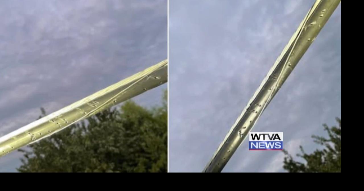 Hunters accidentally damaged fiber lines in Lee County | Local | wtva.com