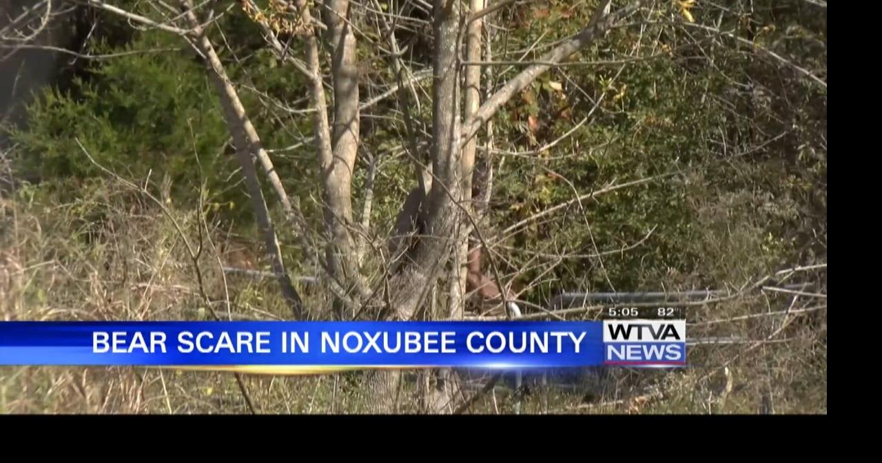 Bear and cub spotted in Noxubee County | News | wtva.com