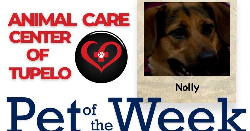 Pet of the Week - Nolly | Local | wtva.com