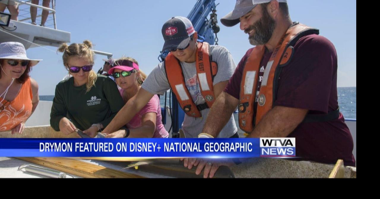 VIDEO: MSU shark scientist featured on Disney+ documentary | Video ...