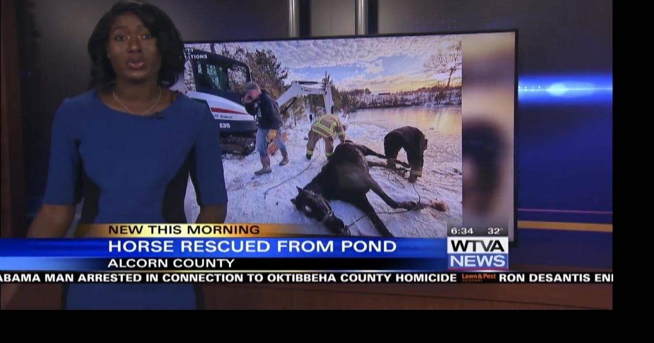 First responders save horse in Alcorn County | Video | wtva.com