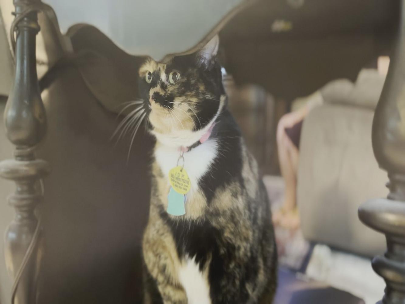 Bandit the cat foils attempted armed robbers | News | wtva.com