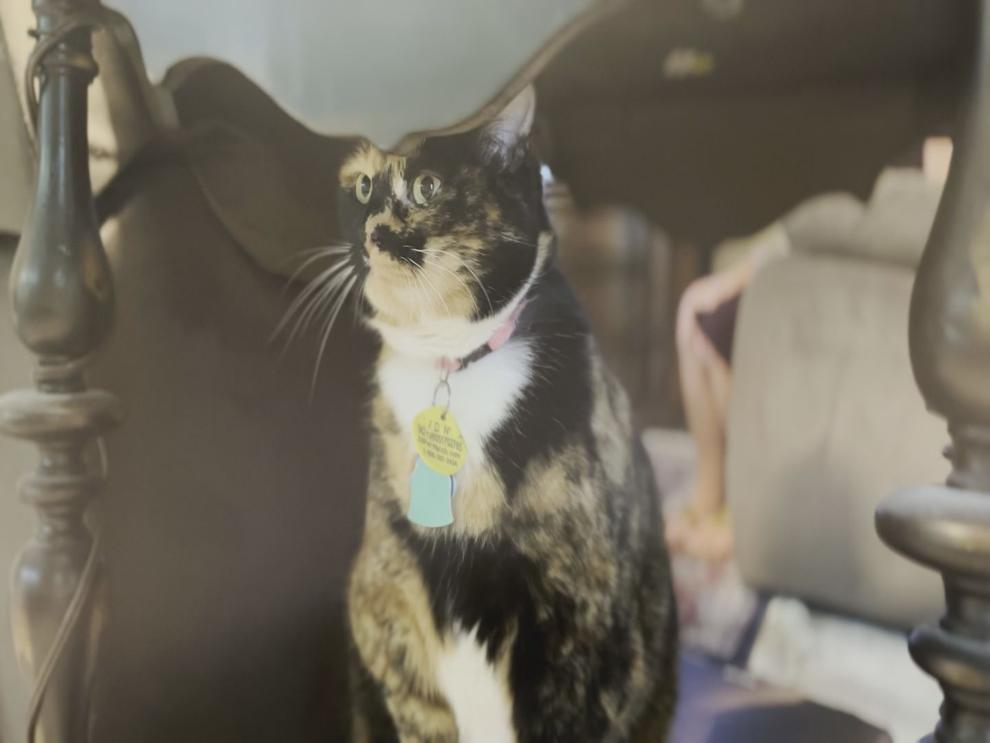 Bandit the cat foils attempted armed robbers | News | wtva.com