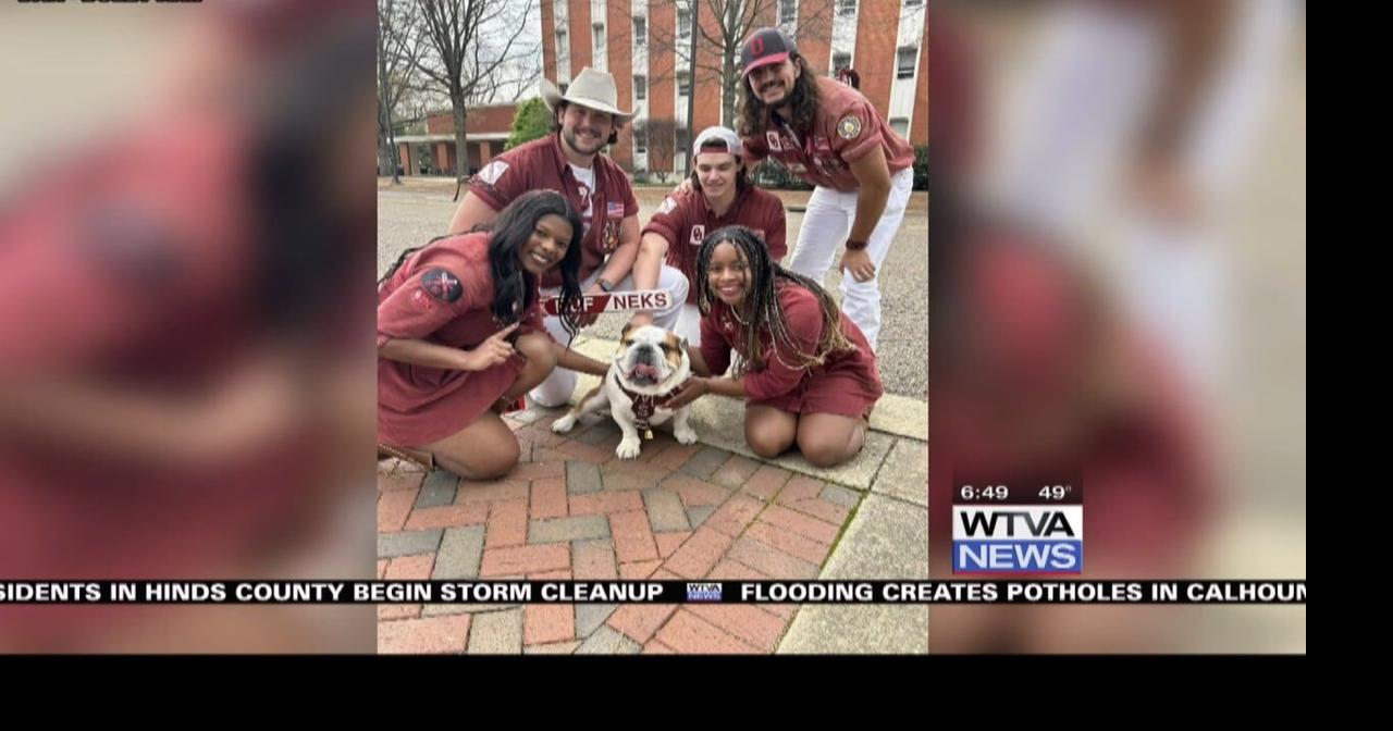 MSU mascot named the best mascot in college football | Video | wtva.com