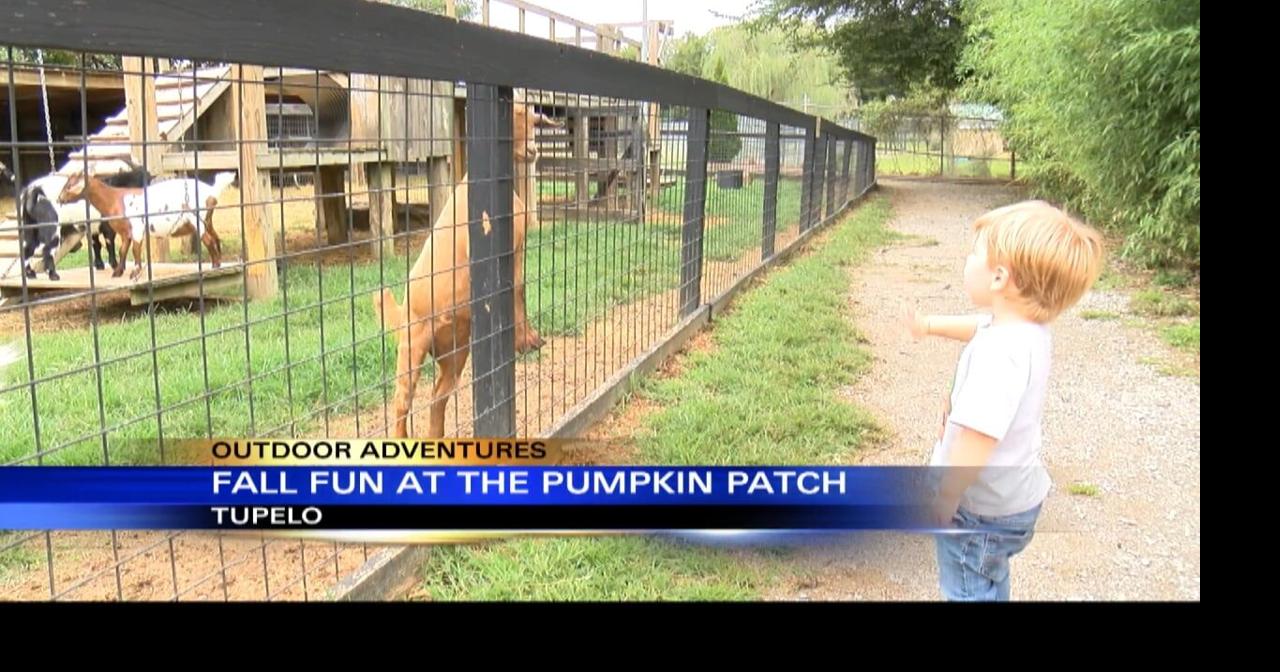 Outdoor Adventures with Chelsea: Tupelo Buffalo Park Pumpkin Patch ...