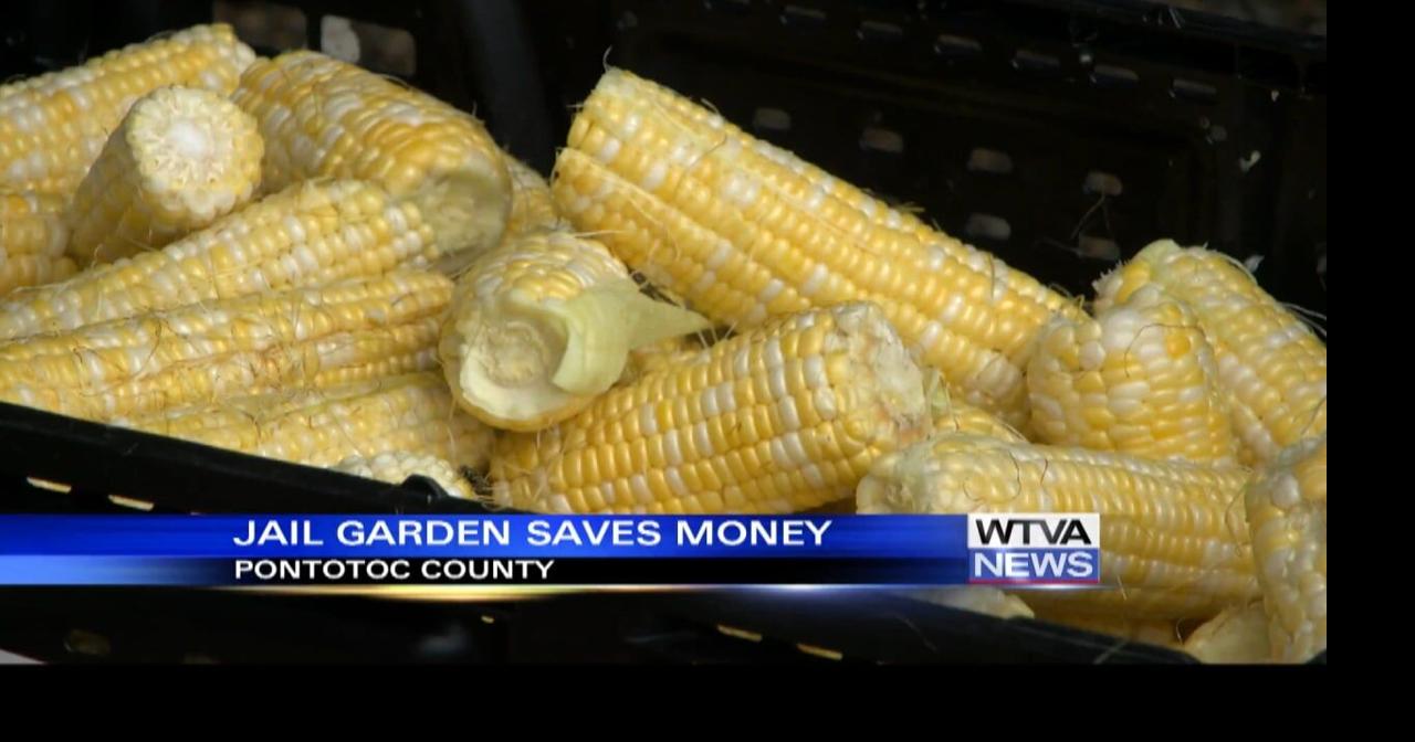 Pontotoc County jail saves money with fresh-grown corn | Video | wtva.com