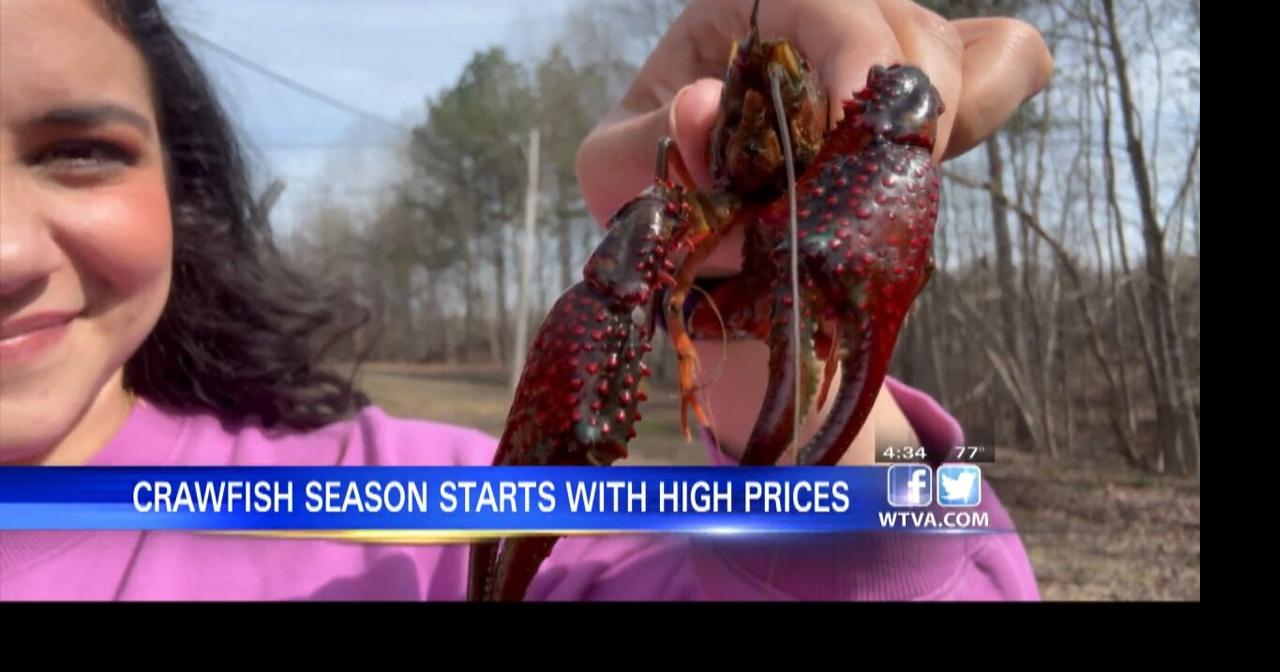 VIDEO - Drought causes increase in prices for crawfish season | Video ...