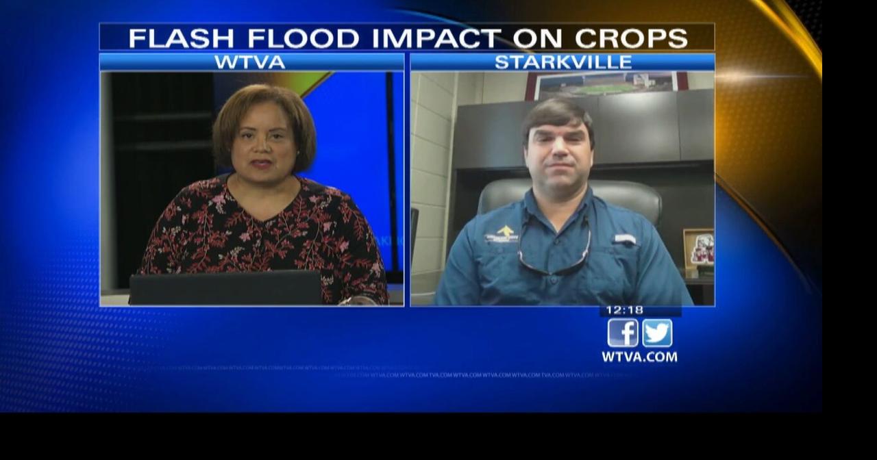 Interview: Flash flooding effects on crops | Video | wtva.com