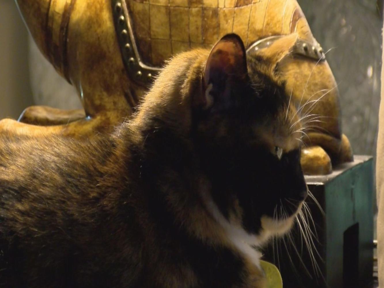 Bandit the cat foils attempted armed robbers | News | wtva.com