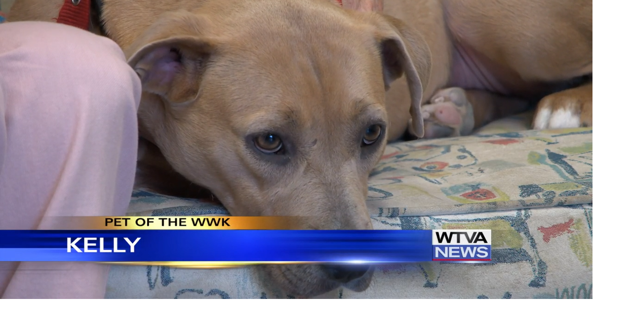 Pet of the Week - Kelly | Video | wtva.com