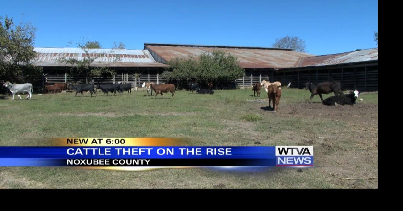 Noxubee County deputies searching for cattle rustler | Video | wtva.com