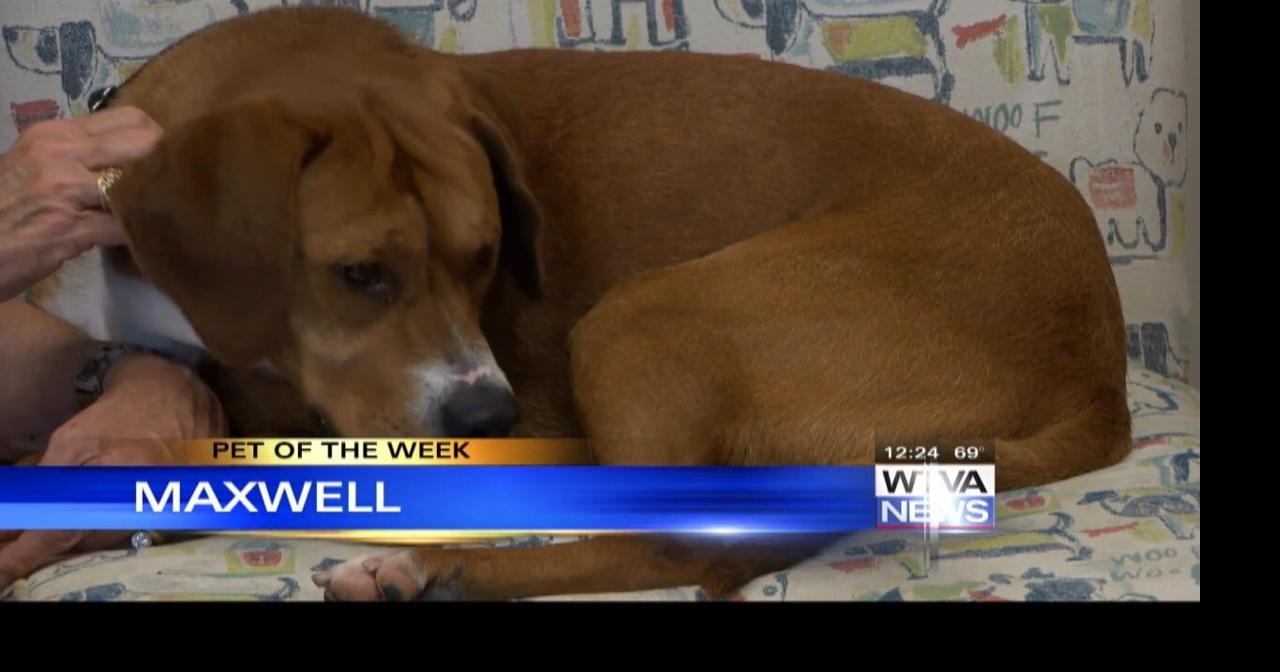 Pet of the Week - Maxwell | Video | wtva.com