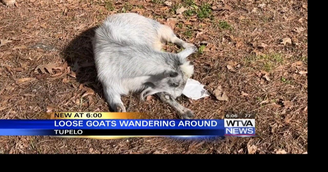 Loose goats wonder around Tupelo | Video | wtva.com