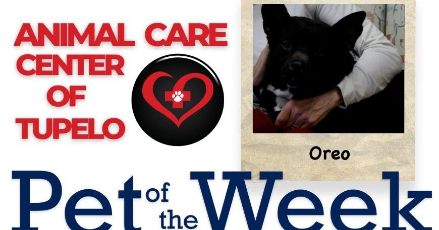 Pet of the Week - Oreo | Local | wtva.com