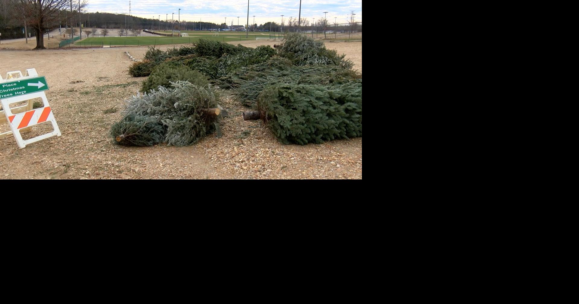 Tupelo offering drop off sites for Christmas tree disposal | Local ...