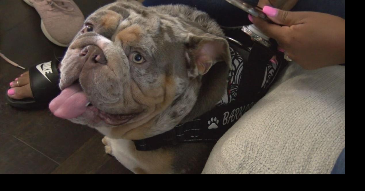 Meet Barkley! The viral bulldog out of Harvest spreading positivity on ...