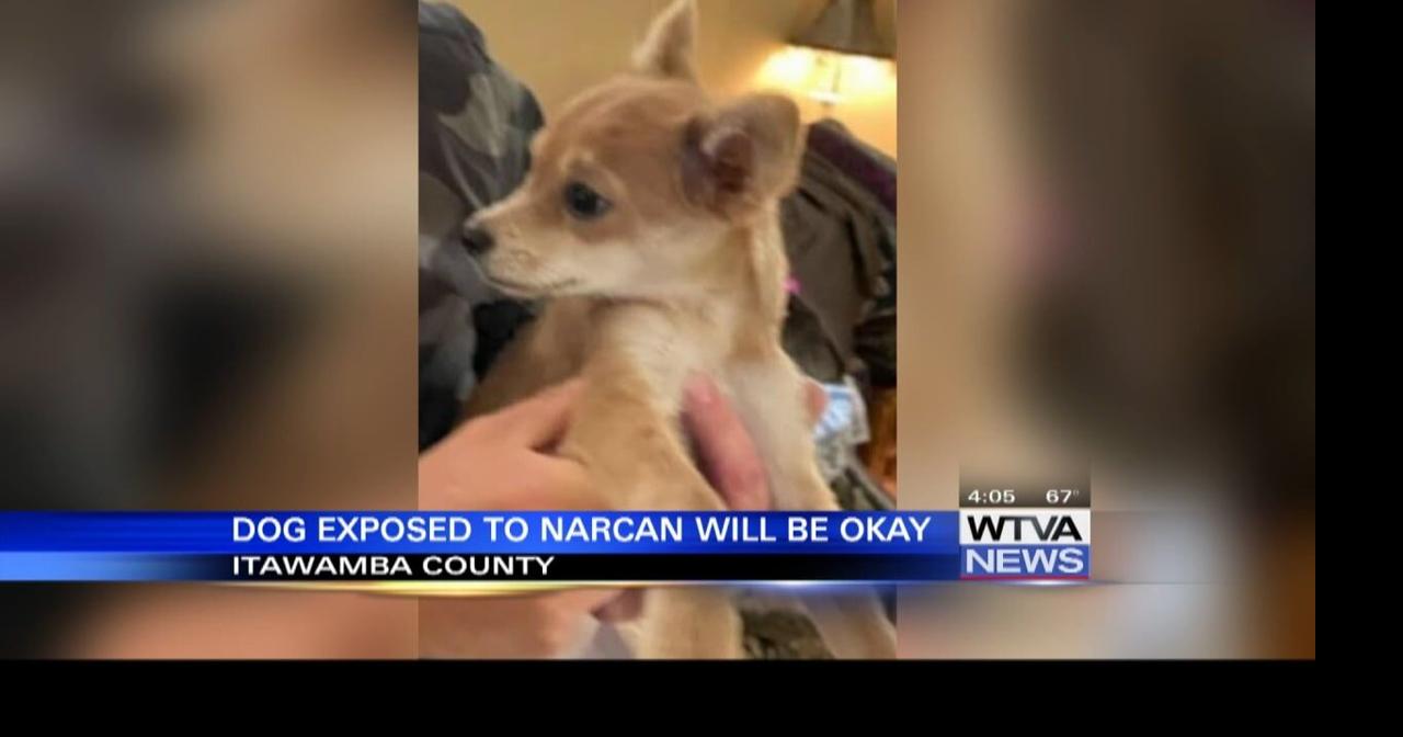 VIDEO - Dog exposed to Narcan will be okay in Itawamba County | Video ...