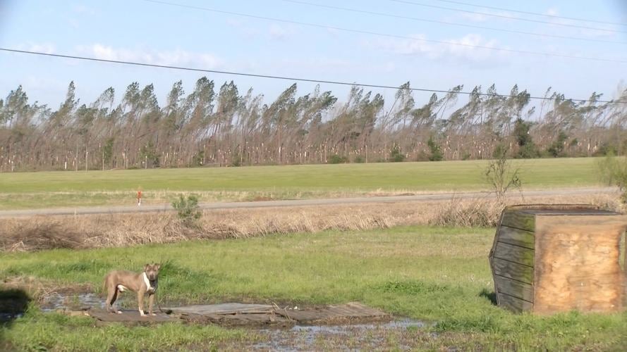PHOTO GALLERY: Tornado damage in Wren, MS | | wtva.com