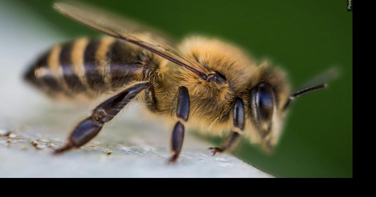 Killer bees found in southeast Alabama | Alabama | wtva.com