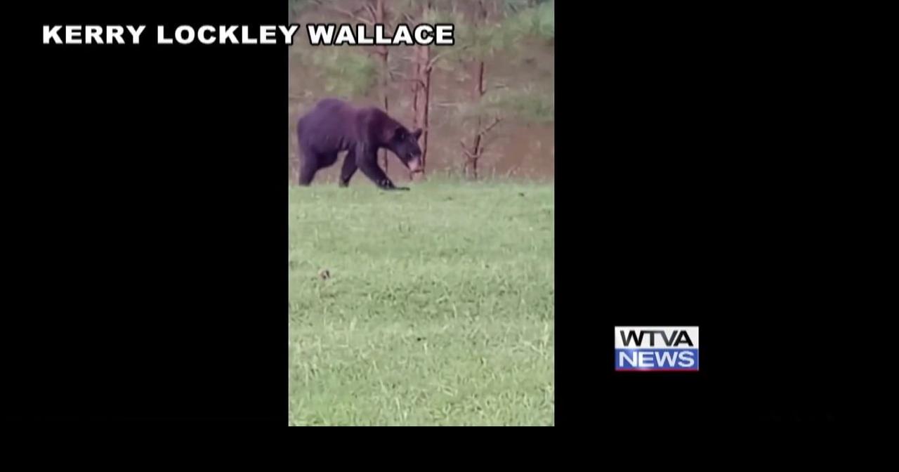 Mississippi lawmakers reject black bear hunting bill | Video | wtva.com