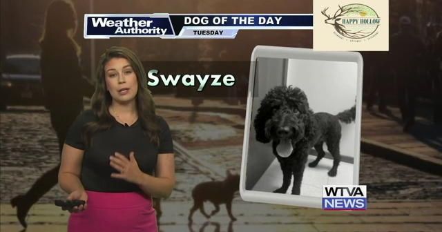Dog Walk Forecast for June 11th - Swayze | Video | wtva.com