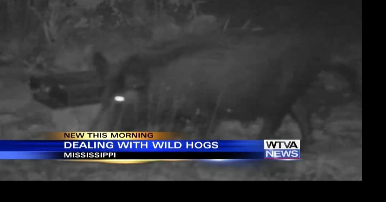 Mississippi is working to deal with a wild hogs issue | Video | wtva.com
