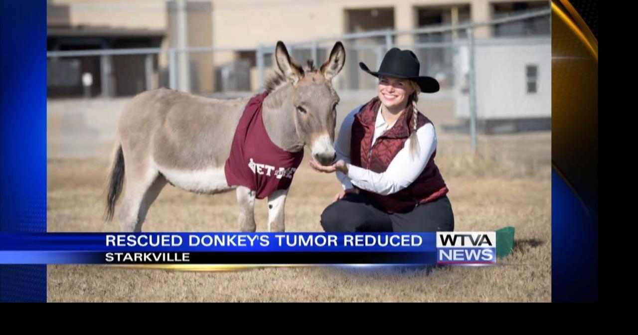 MSU vet school celebrates recovery of rescued donkey | Video | wtva.com