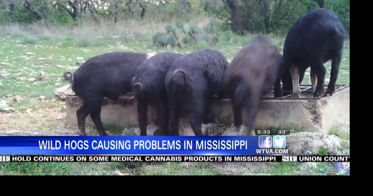 Mississippi is now in the top five for its number of wild hogs | Video ...