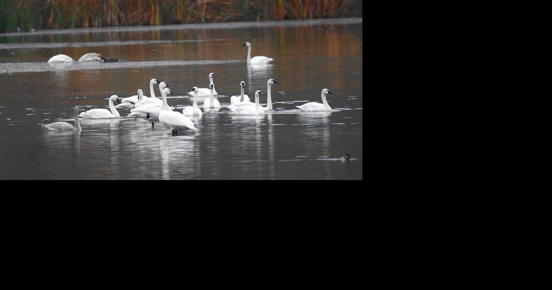 Good 2 Grow: Ward Hollow Wildlife Habitat is an Eden in South ...