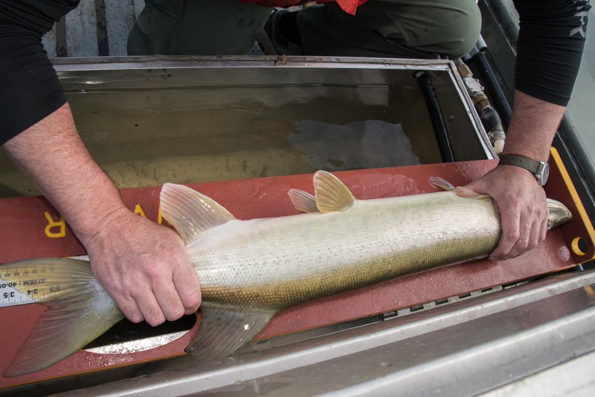 WV DNR studying muskie size, growth at East Lynn Lake | Hunting ...
