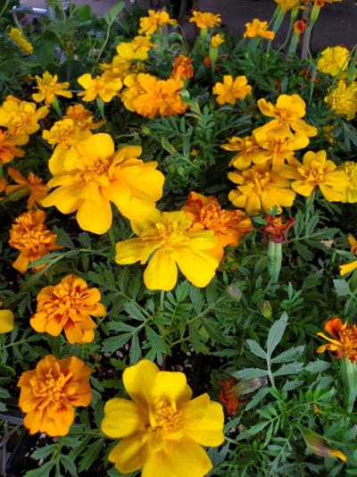 Good 2 Grow: A pot of gold -- marigolds, that is | Life & Arts ...