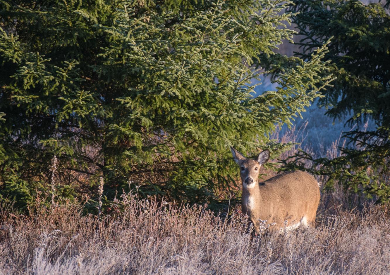 Mountaineer Heritage Season allows WV hunters to embrace tradition ...