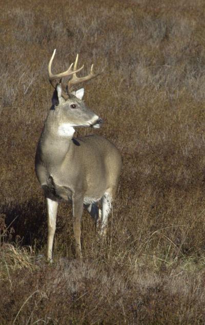 WV’s deer hunting is quite different today than it was in 1980 ...