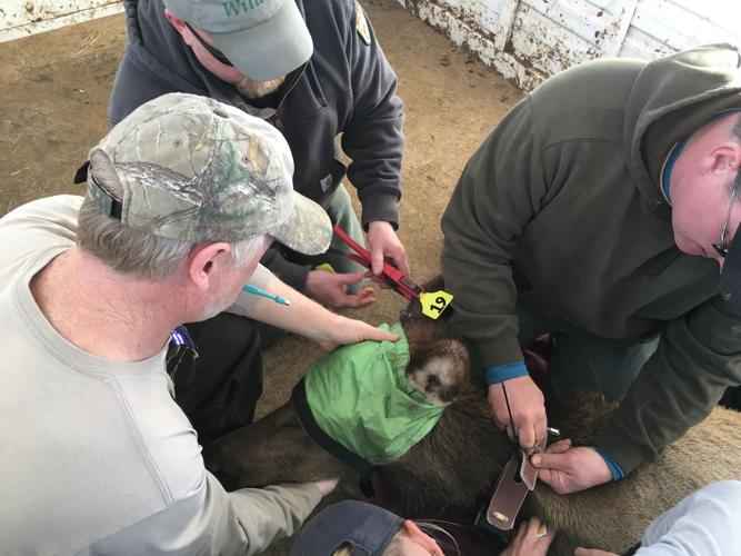 DNR crews prepare Arizona elk for trip to WV | Hunting & Fishing ...