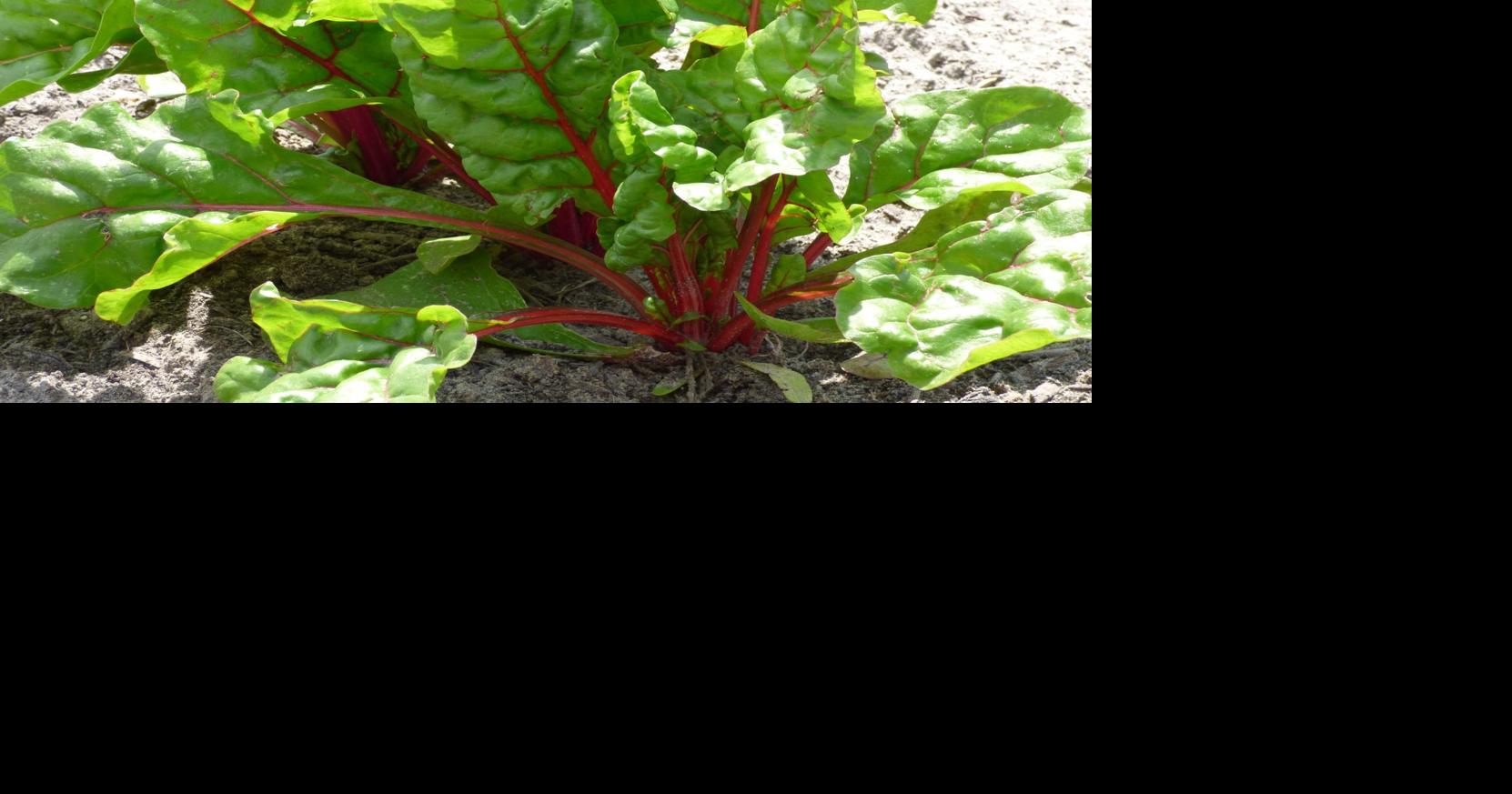 Good to Grow: Plan now to enjoy fall crops and cozy nights | Gardening ...