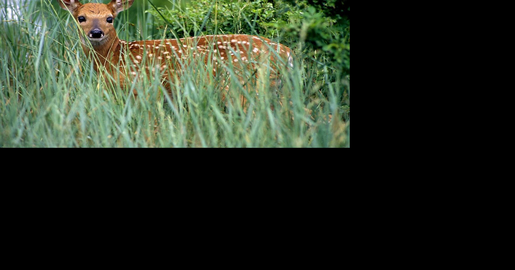 Fawns are not abandoned if you find them alone | Outdoor Pursuits ...